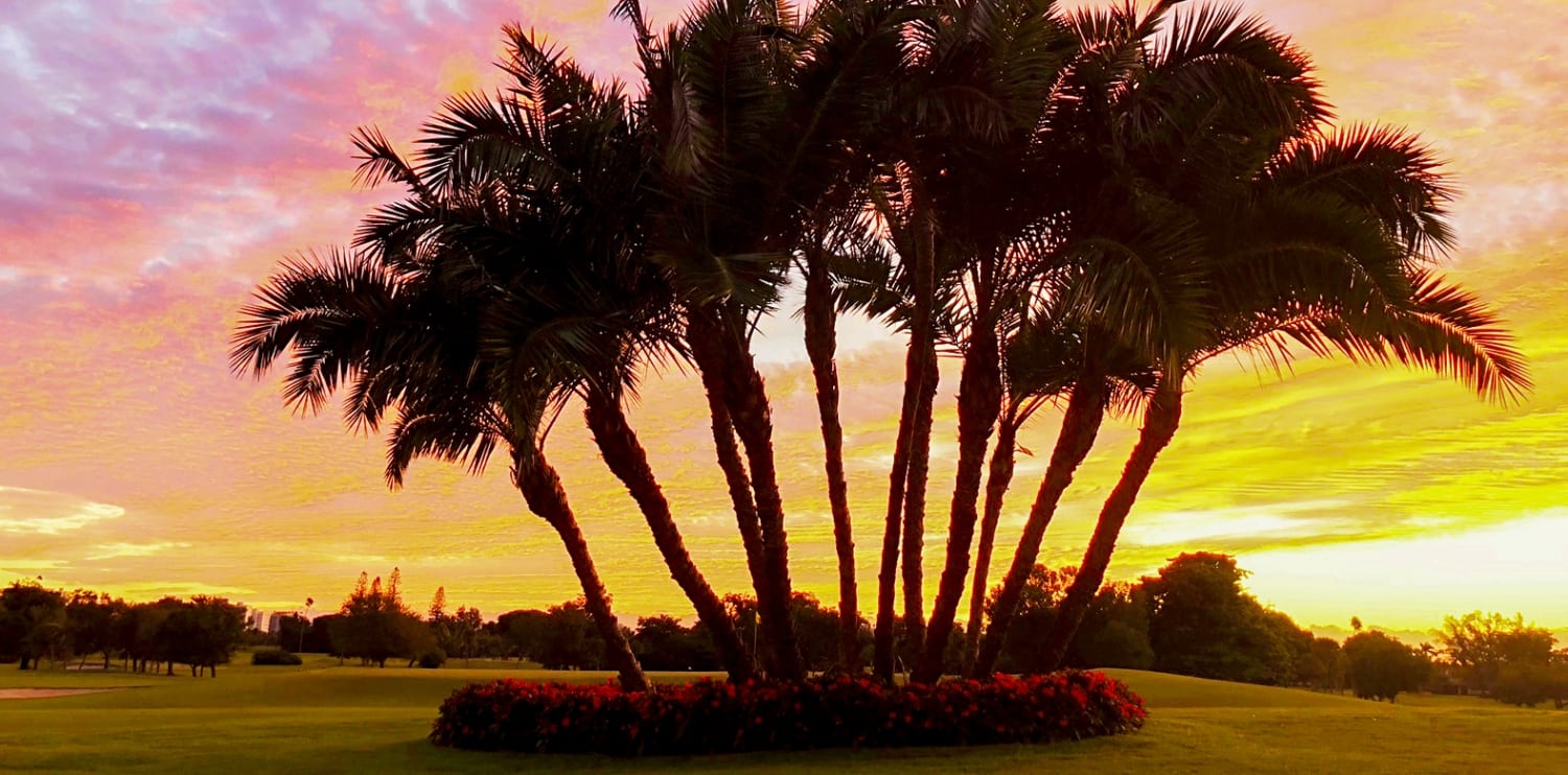 Lancescape Miami | Landscape Design Miami Beach